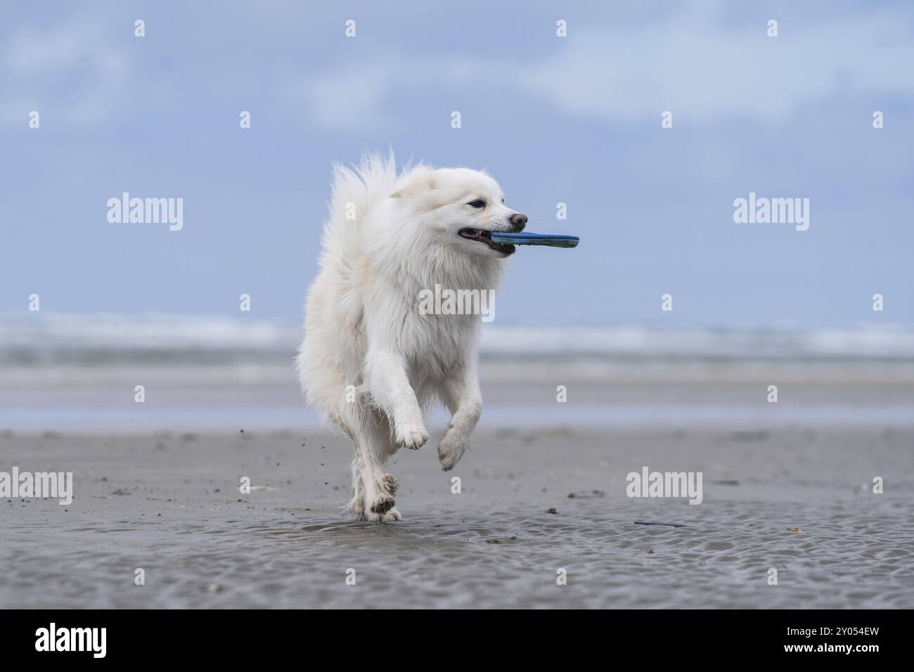 Icelandic dog, photographed on the beach of Lakolk on Romo Denmark ...