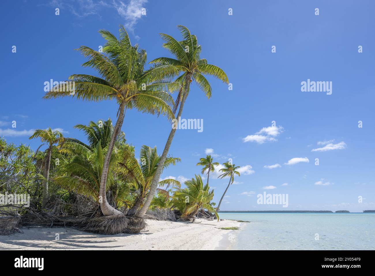 Several double palms, coconut palm (Cocos nucifera), private island ...