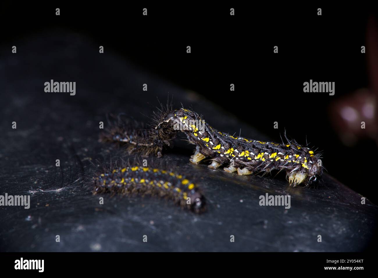 Birth of Callimorpha dominula Family Erebidae Genus Callimorpha Scarlet ...