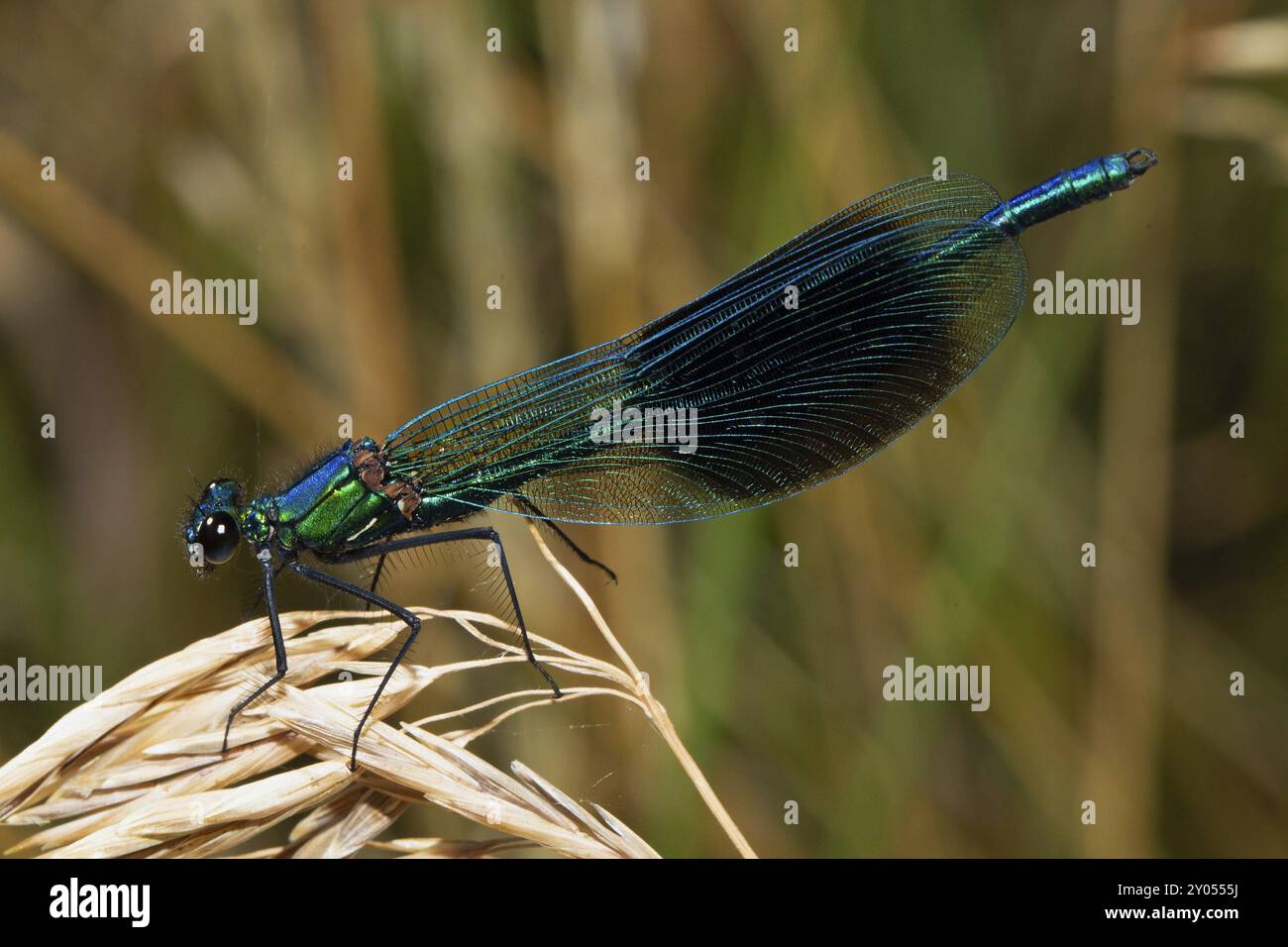 Blue-winged damselfly with closed wings sitting on a stalk, looking ...