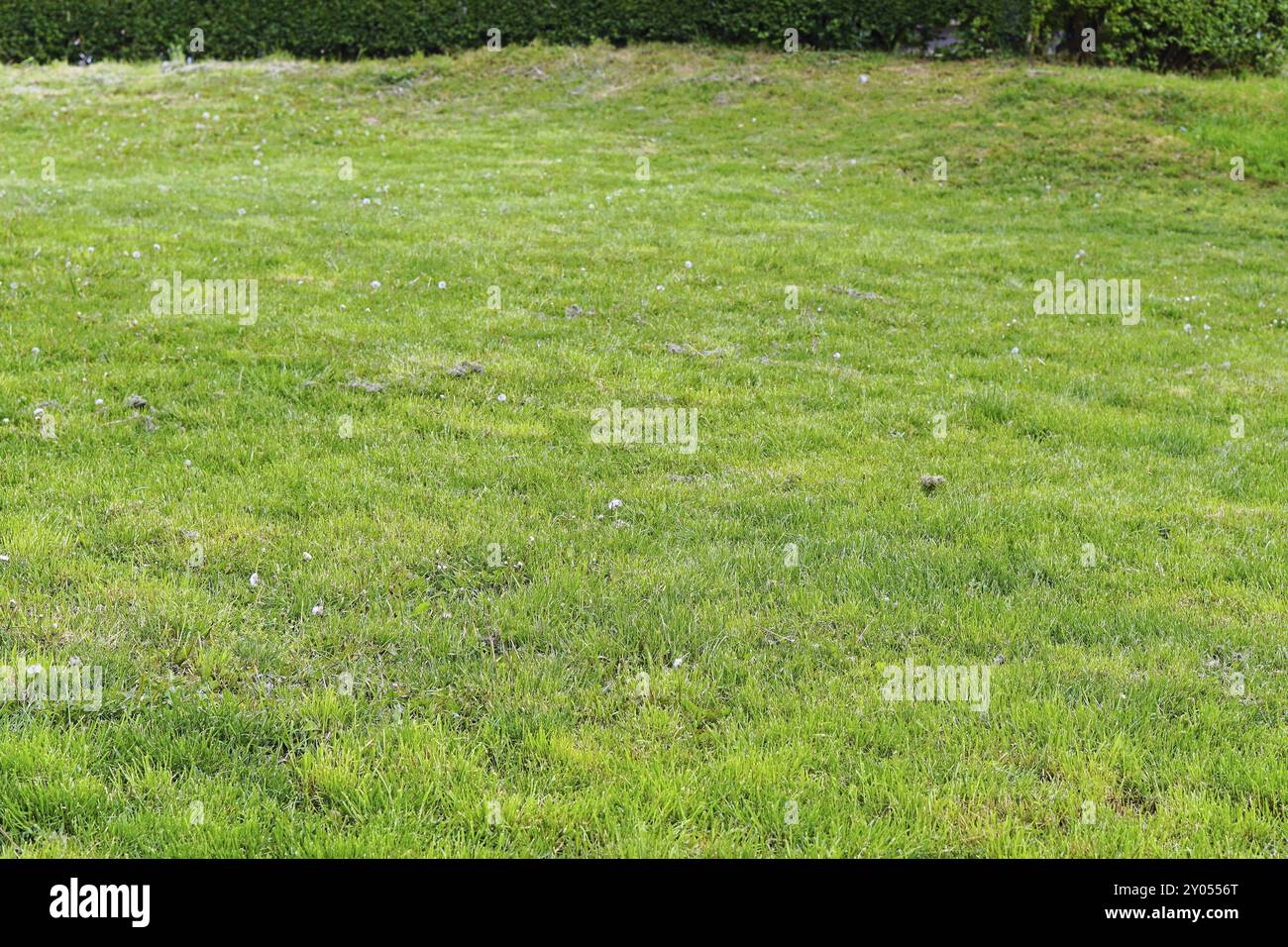 Green grass lawn field in park Stock Photo - Alamy