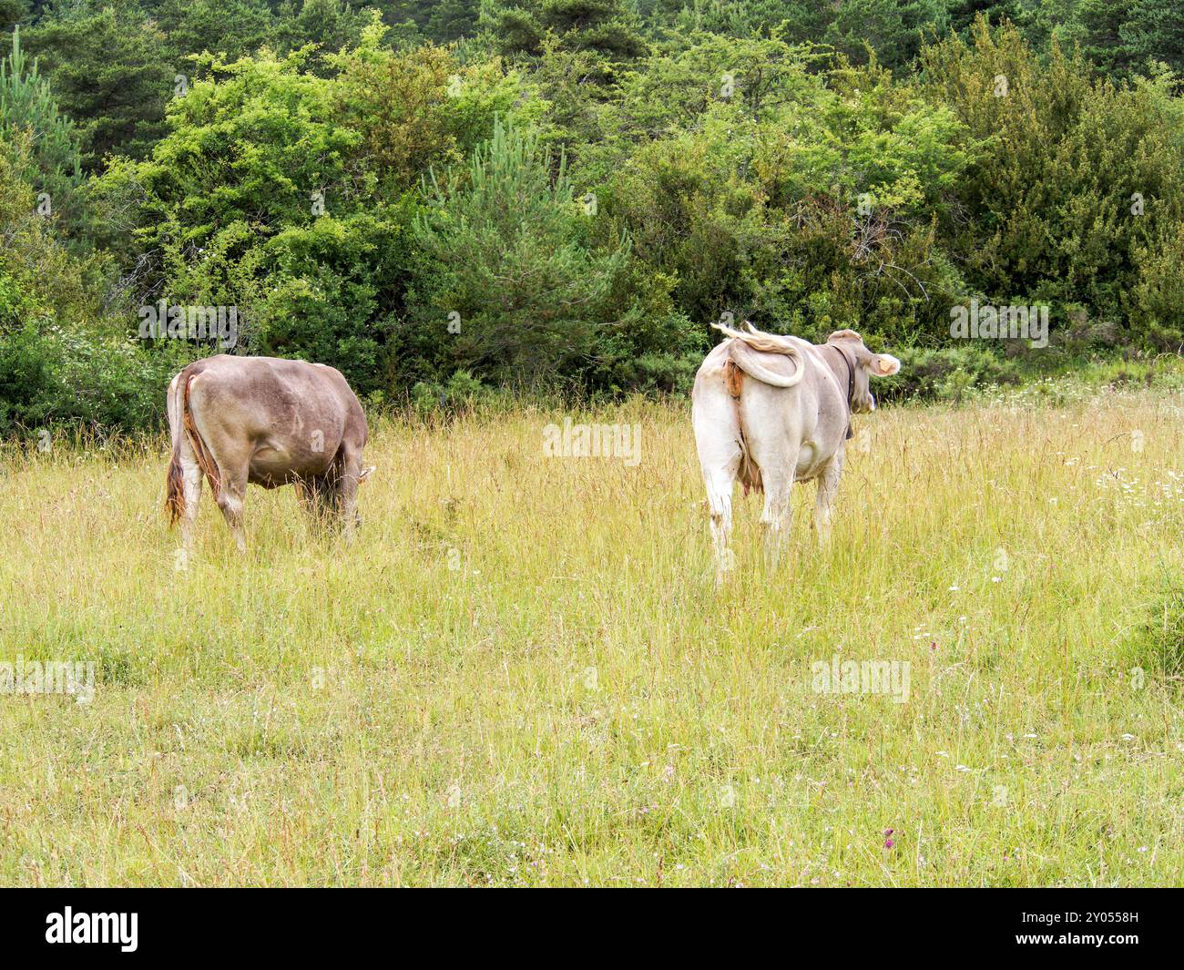 Cows grazing through meadows hi-res stock photography and images - Alamy