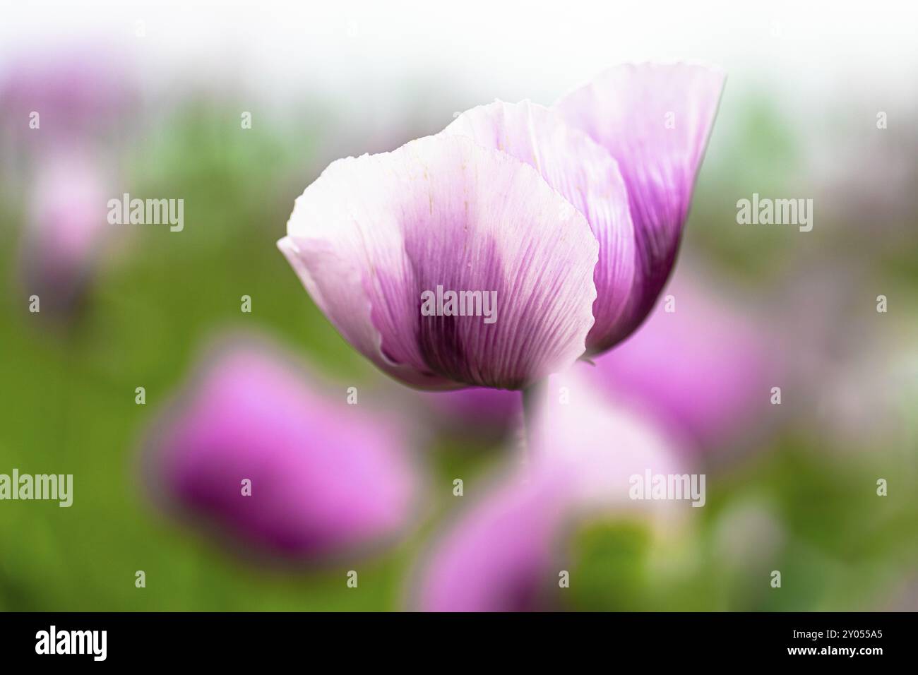 Purple poppy blossom Stock Photo - Alamy