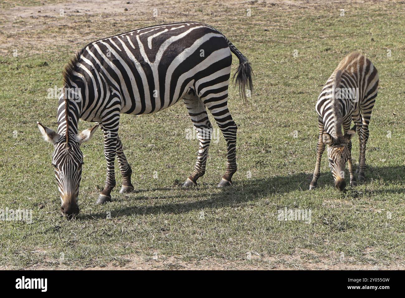 Baby zebra grazing with mother at Africa plains Stock Photo - Alamy