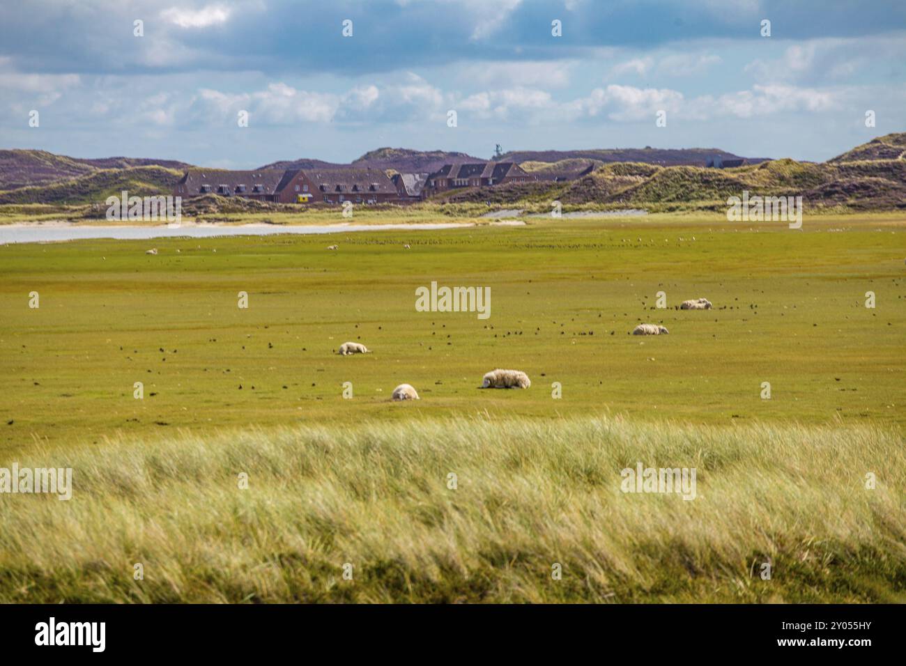 Sheep lying on the salt marshes at Ellenbogen, List, Sylt, Germany ...