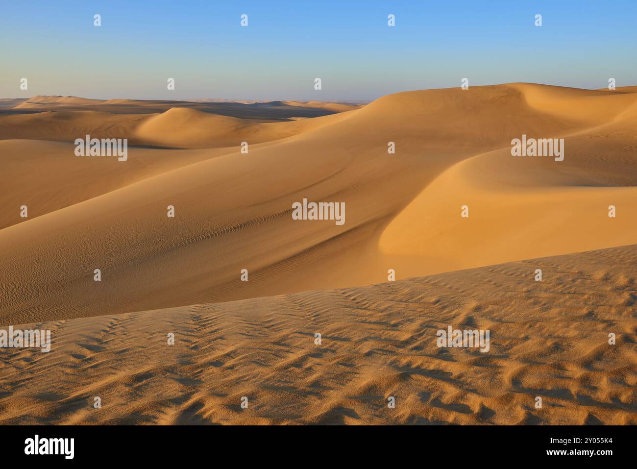 Endless sand dunes under a clear blue sky, glowing in golden sunlight ...