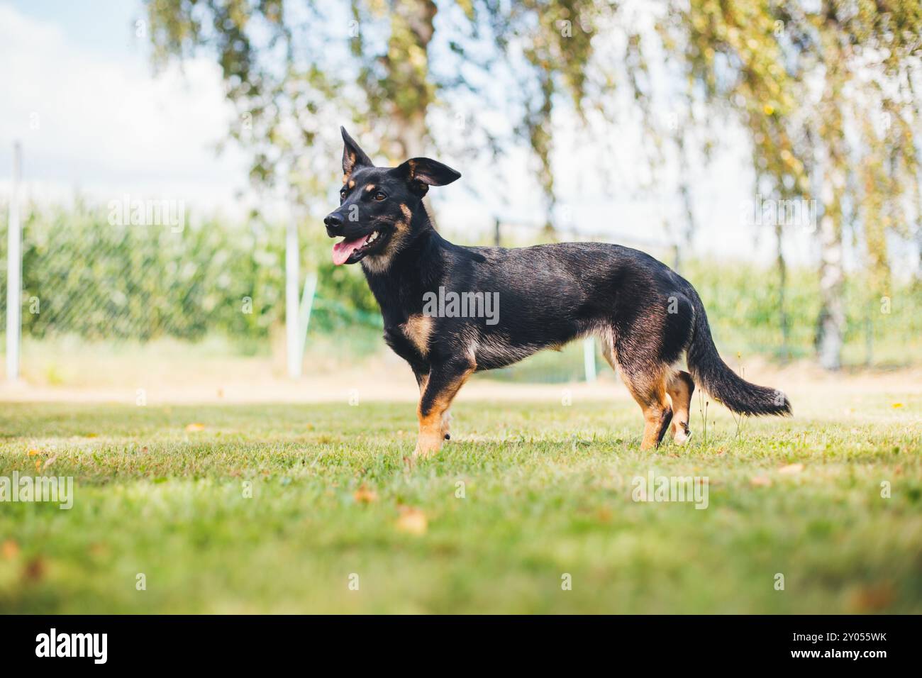 Mixed breed dog with short legs Stock Photo - Alamy