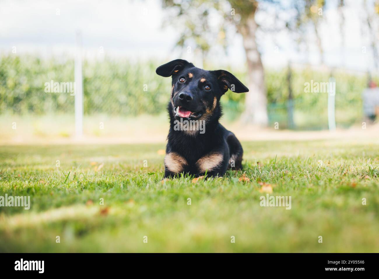 Mixed breed dog with short legs Stock Photo - Alamy