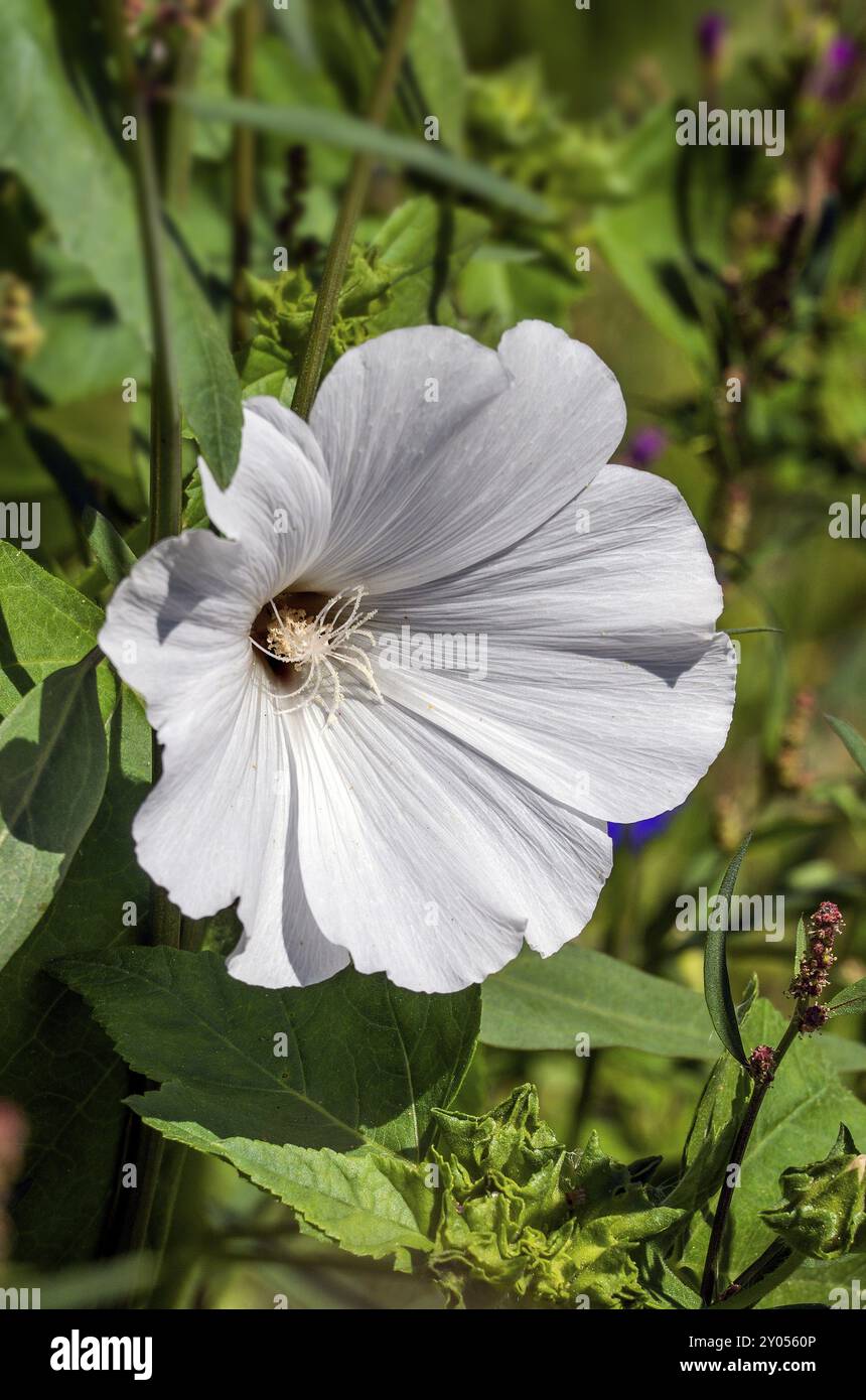Musk mallow alba, (Malva moschata), Allgaeu, Bavaria, Germany, Europe ...