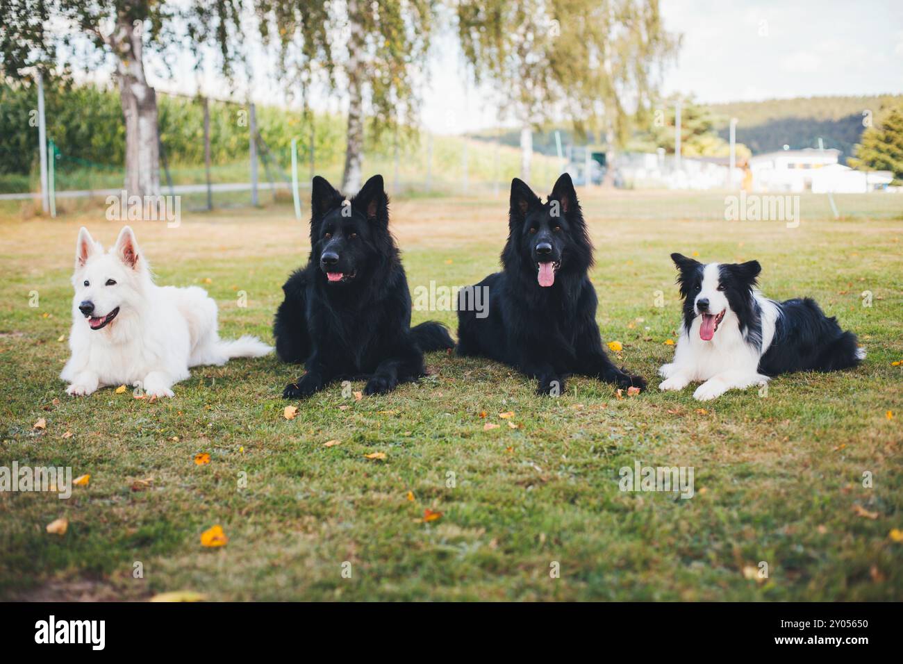 Four dogs (Berger Blanc Suisse, Old German Shepherd Dogs & Border ...