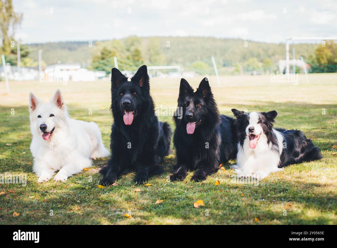 Four dogs (Berger Blanc Suisse, Old German Shepherd Dogs & Border ...