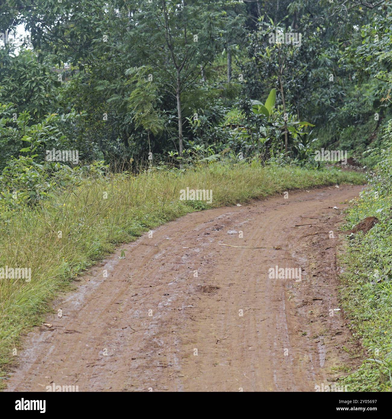 Dirt road thru jungle in east Africa Stock Photo - Alamy