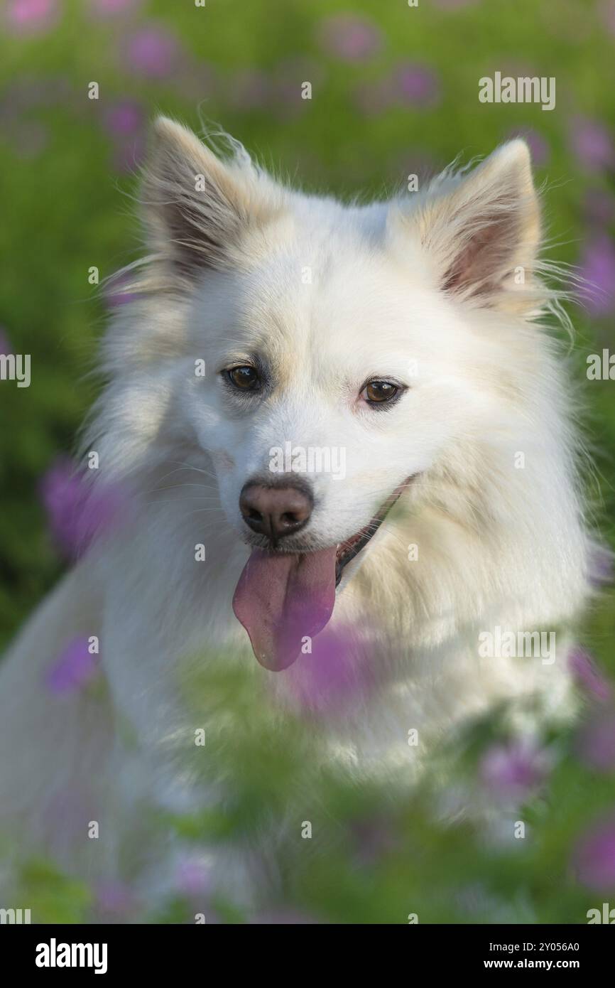 Icelandic dog, photographed in the flower beds of Stuttgart's ...