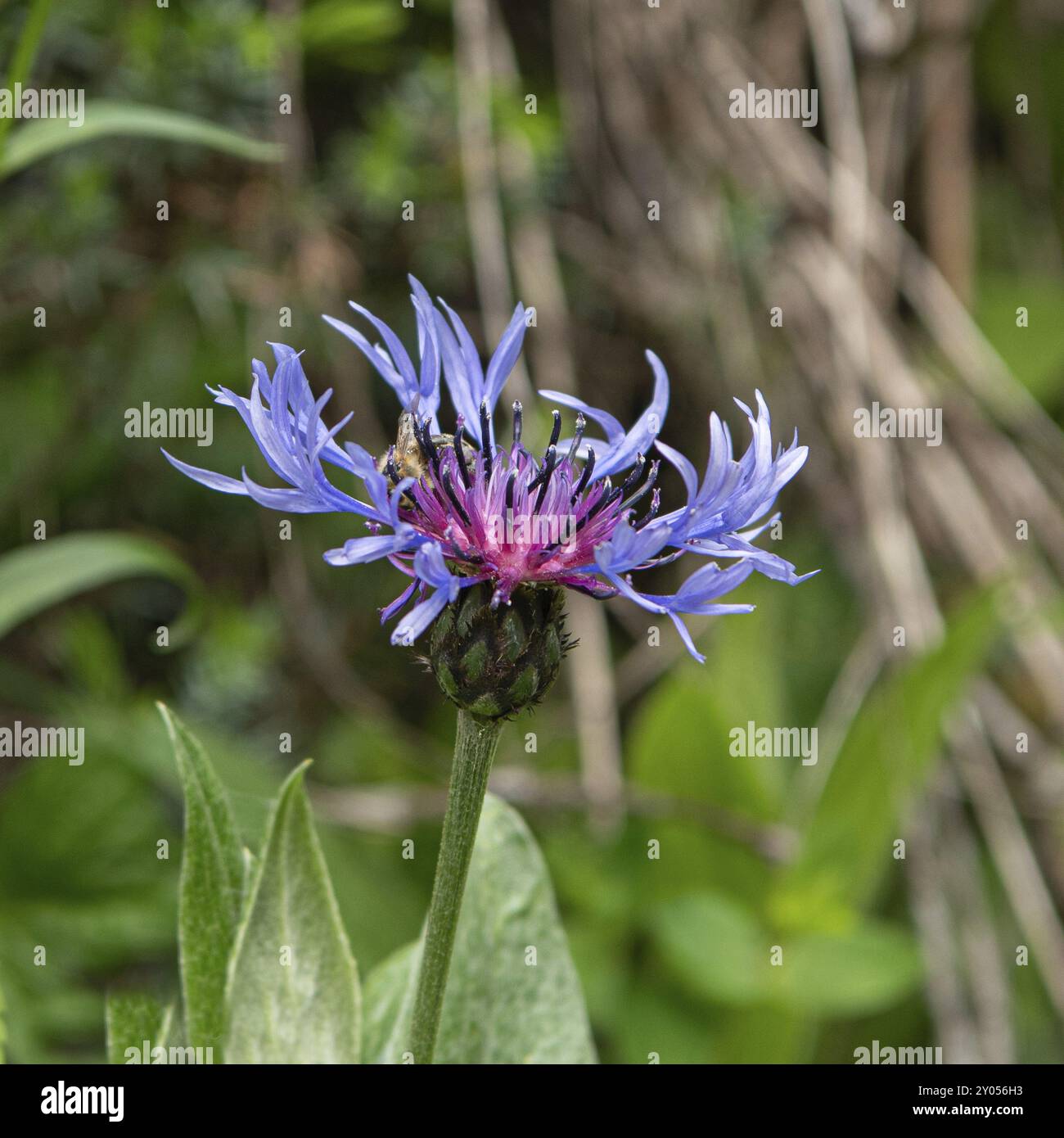 Centaurea montana, italy Stock Photo - Alamy