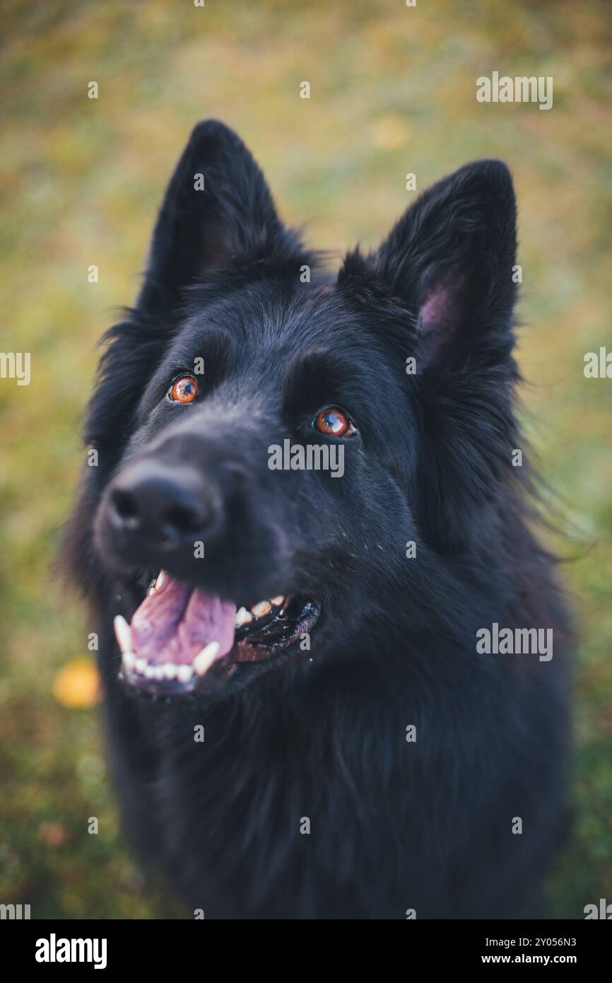 Old German Shepherd Dog Stock Photo - Alamy
