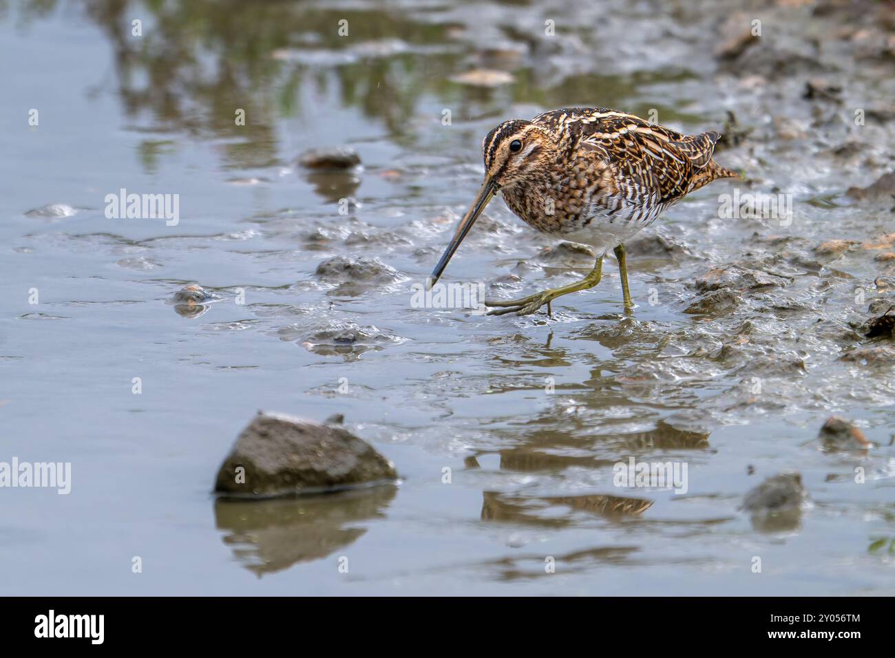 Common snipe - Gallinago gallinago - on Lake Shore Stock Photo - Alamy