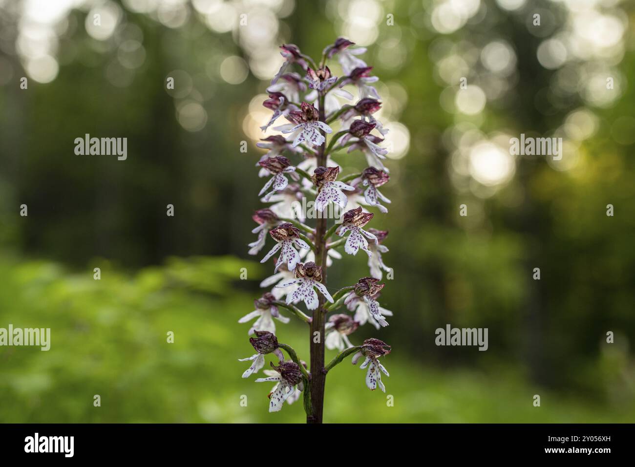 Native orchid in the Swabian Alb Stock Photo - Alamy