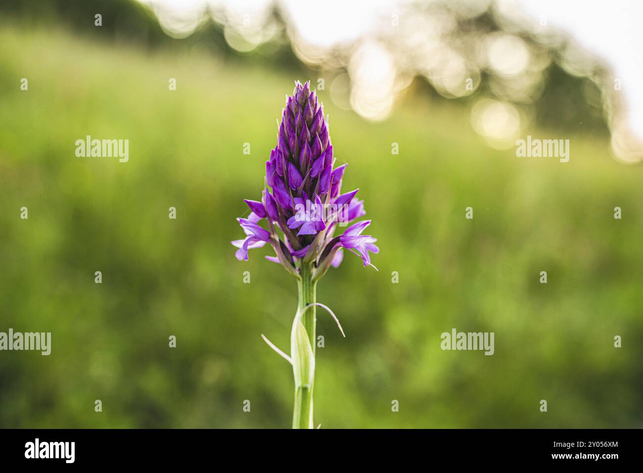 Native orchid in the Swabian Alb Stock Photo - Alamy