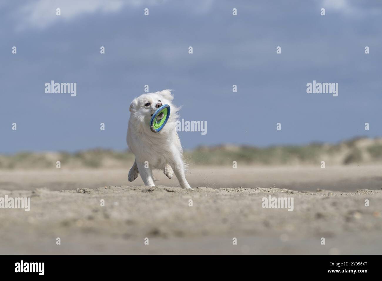 Icelandic dog, photographed on the beach of Lakolk Denmark Stock Photo ...
