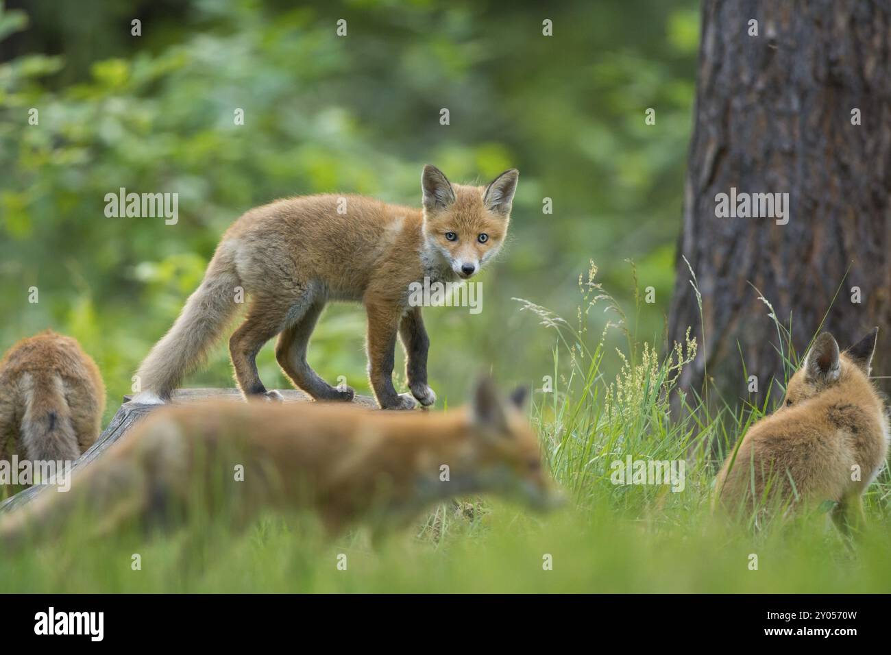 Red fox (Vulpes vulpes), young foxes in the forest, exploring their ...
