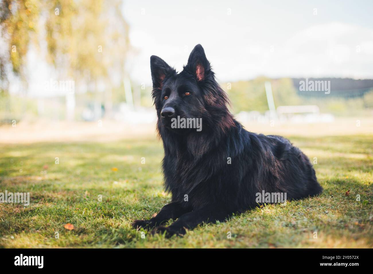 Old German Shepherd Dog Stock Photo - Alamy