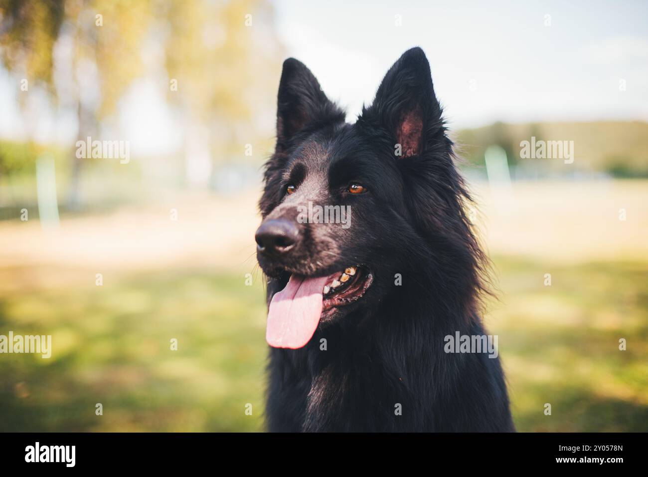 Old German Shepherd Dog Stock Photo - Alamy