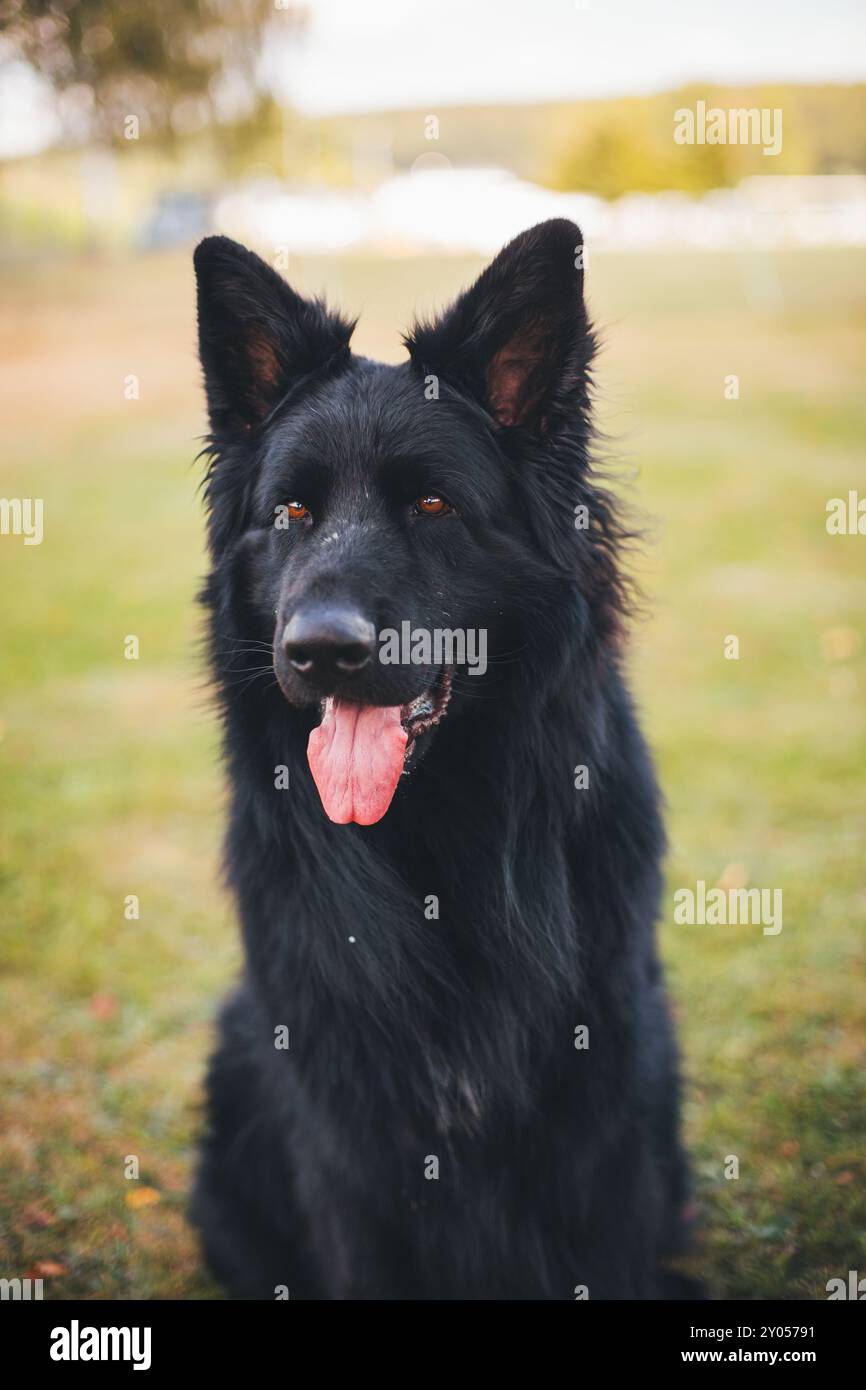 Old German Shepherd Dog Stock Photo - Alamy