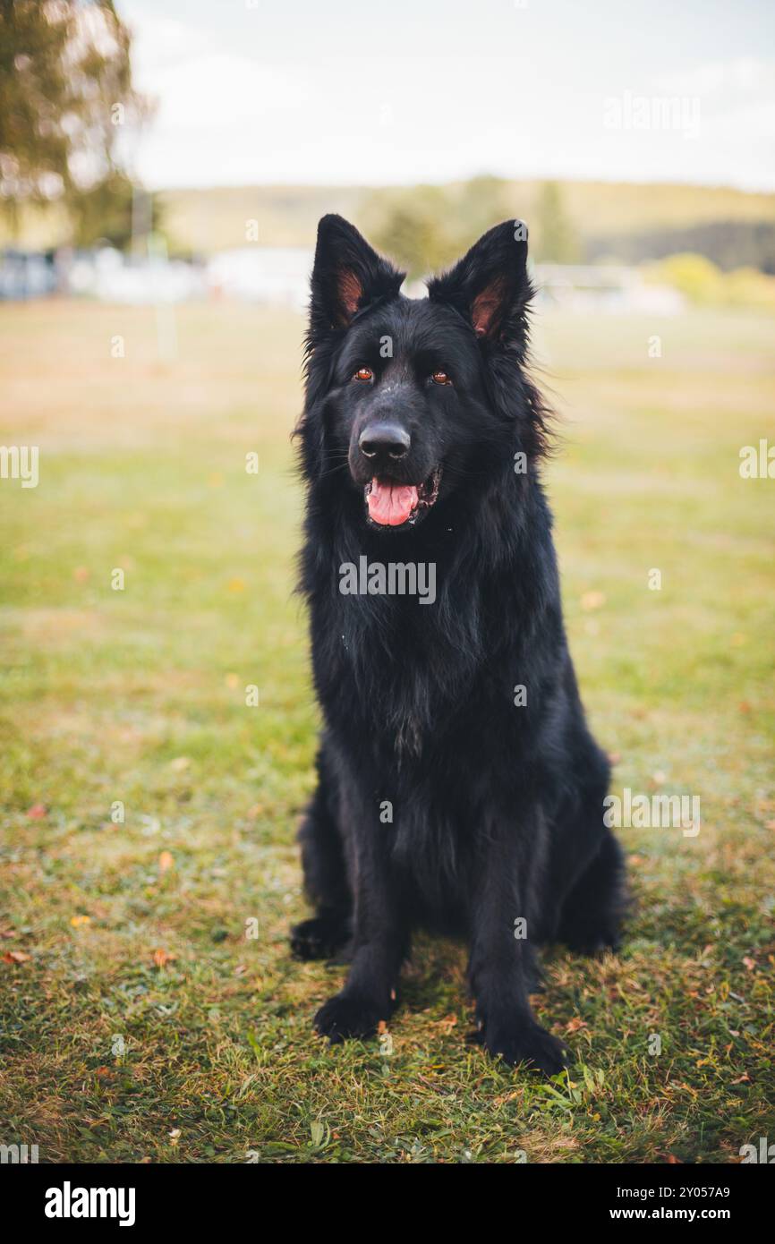 Old German Shepherd Dog Stock Photo - Alamy