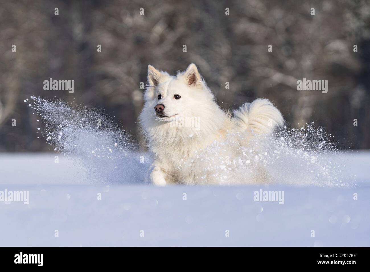 Icelandic dog, movement study in powder snow Stock Photo - Alamy