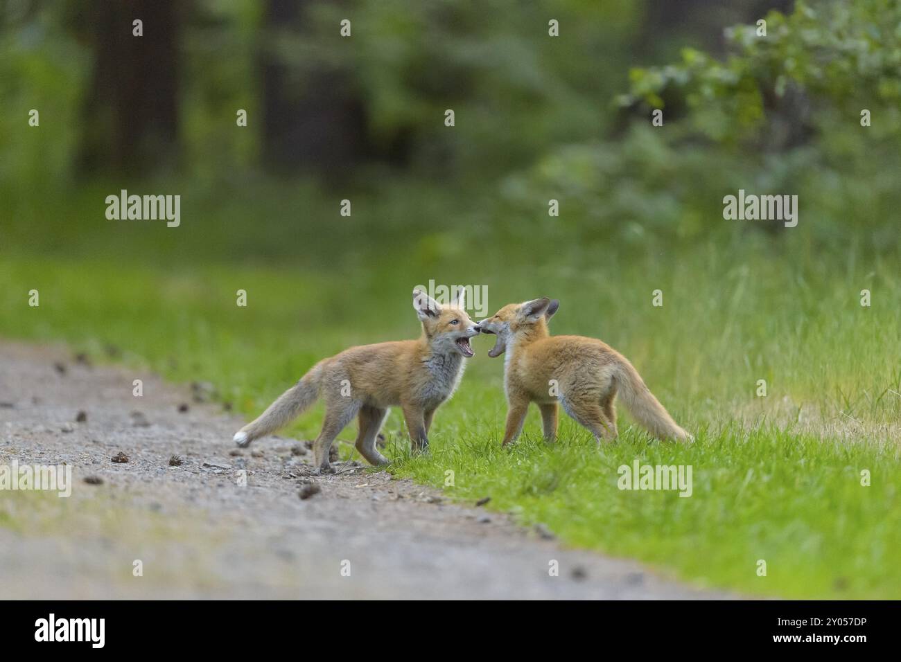 Red fox (Vulpes vulpes), two young foxes playing on a forest path ...