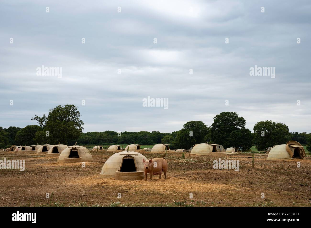 Outdoor pig pens Butley Suffolk England Stock Photo - Alamy