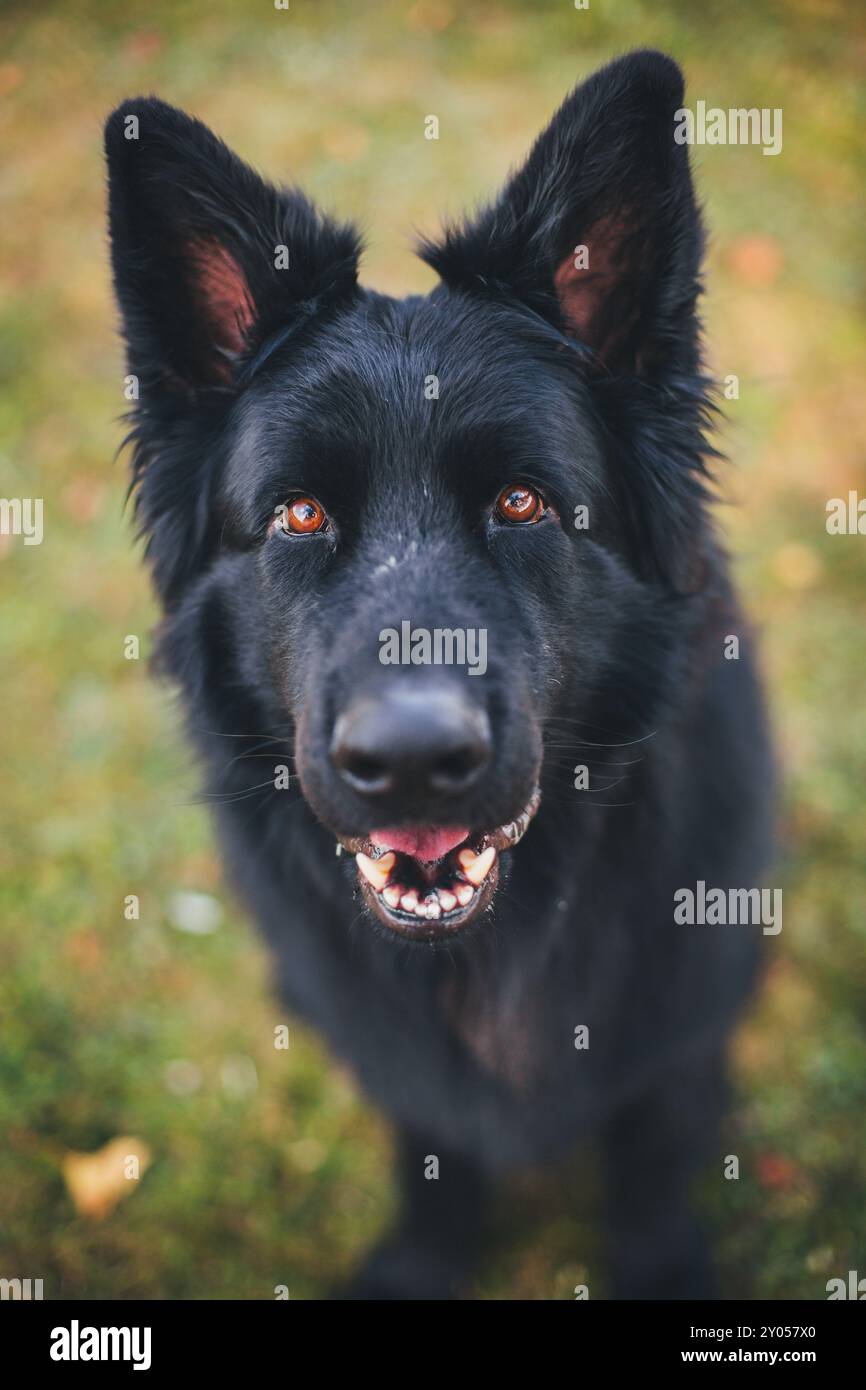 Old German Shepherd Dog Stock Photo - Alamy