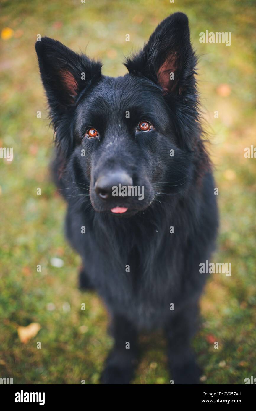 Old German Shepherd Dog Stock Photo - Alamy