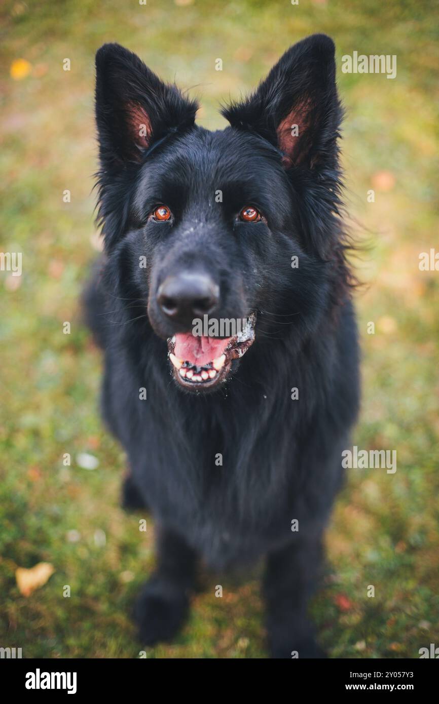 Old German Shepherd Dog Stock Photo - Alamy