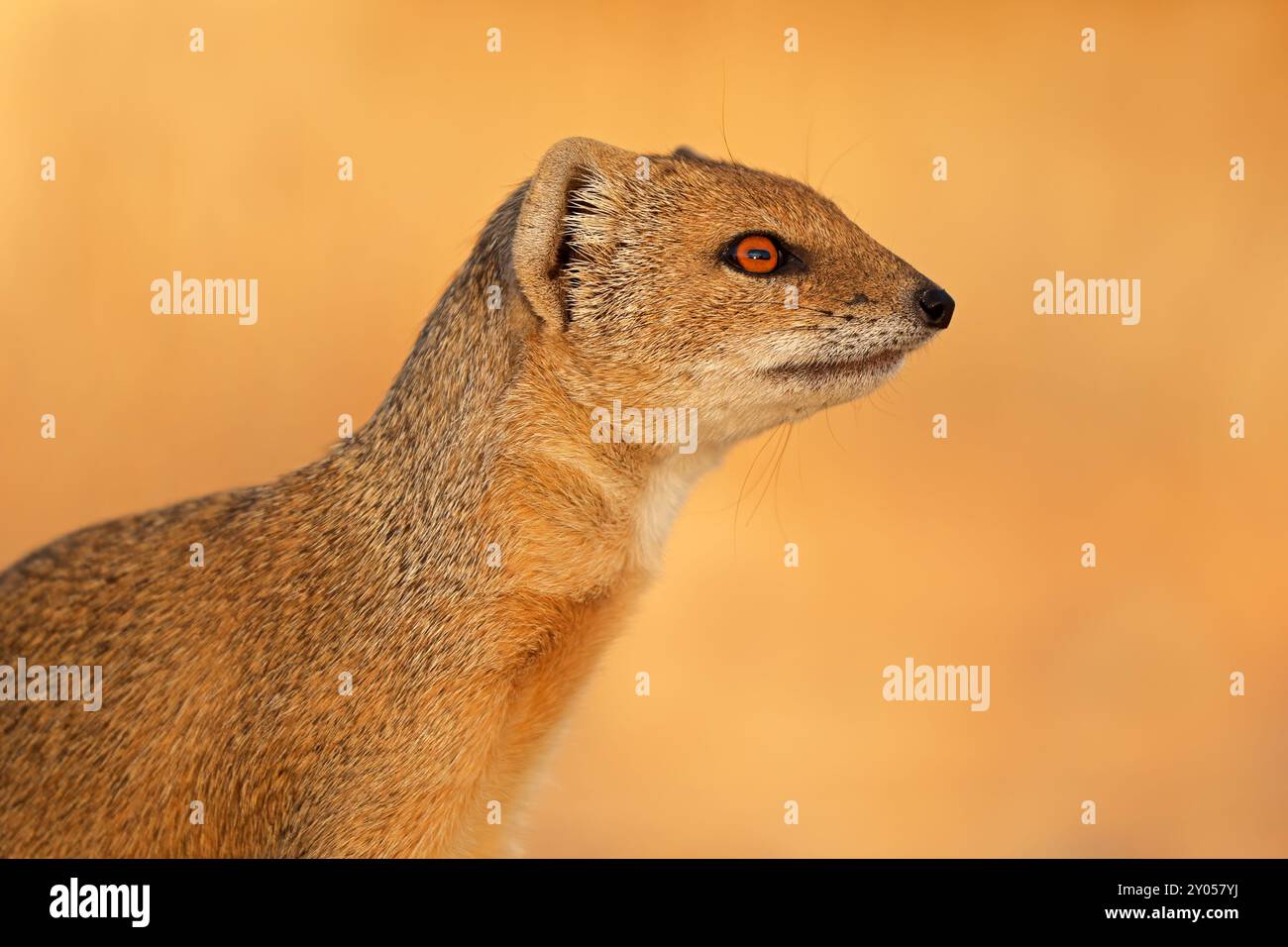 Portrait of a yellow mongoose (Cynictus penicillata), Kalahari desert ...