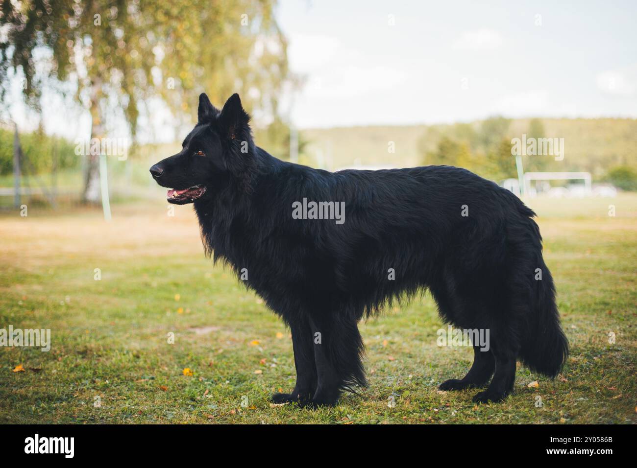 Old German Shepherd Dog Stock Photo - Alamy