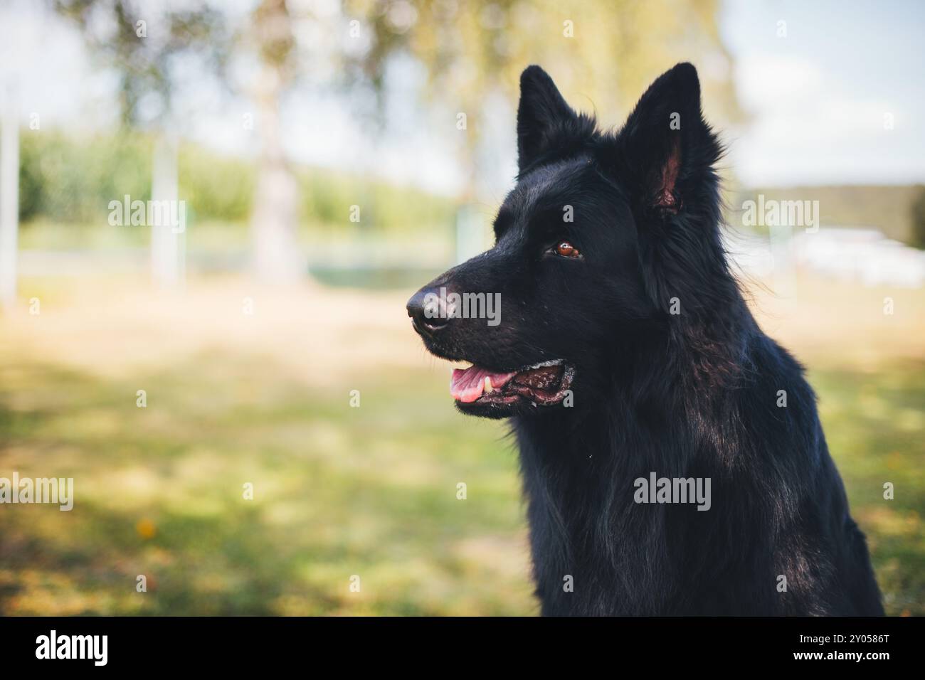 Old German Shepherd Dog Stock Photo - Alamy