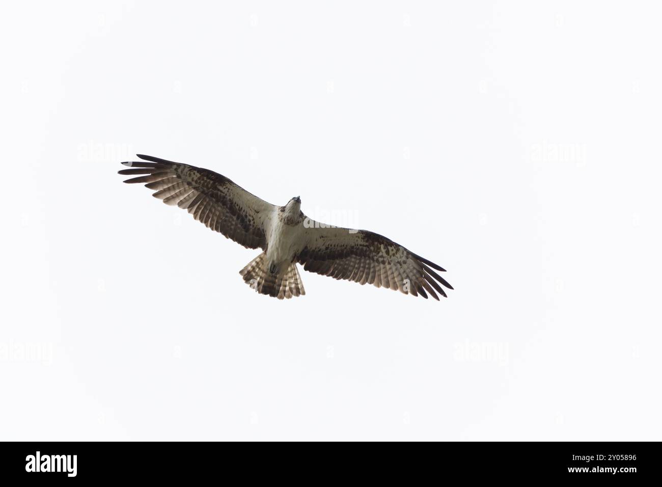 osprey Pandion haliaetus in flight Stock Photo - Alamy