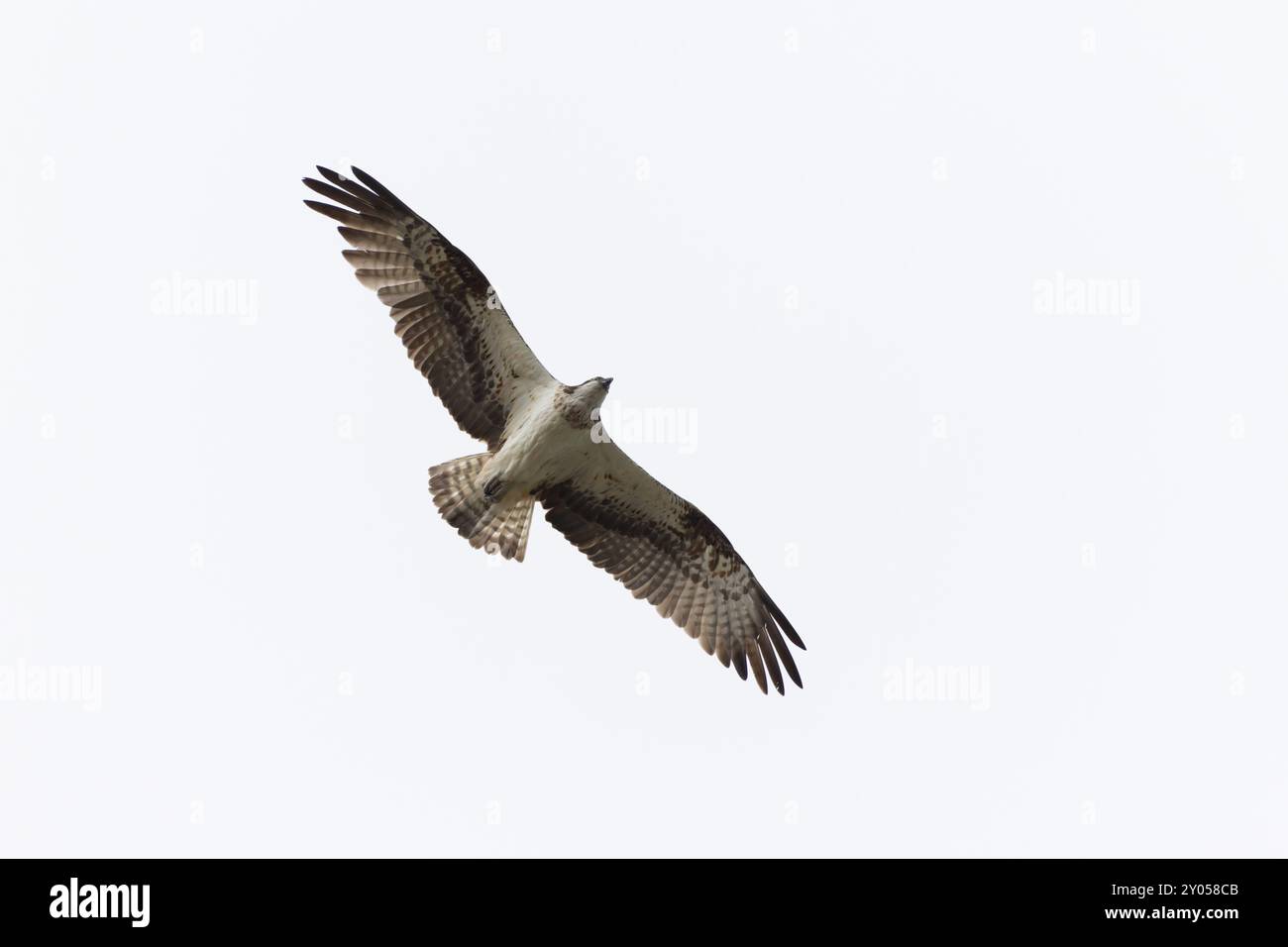 osprey Pandion haliaetus in flight Stock Photo - Alamy