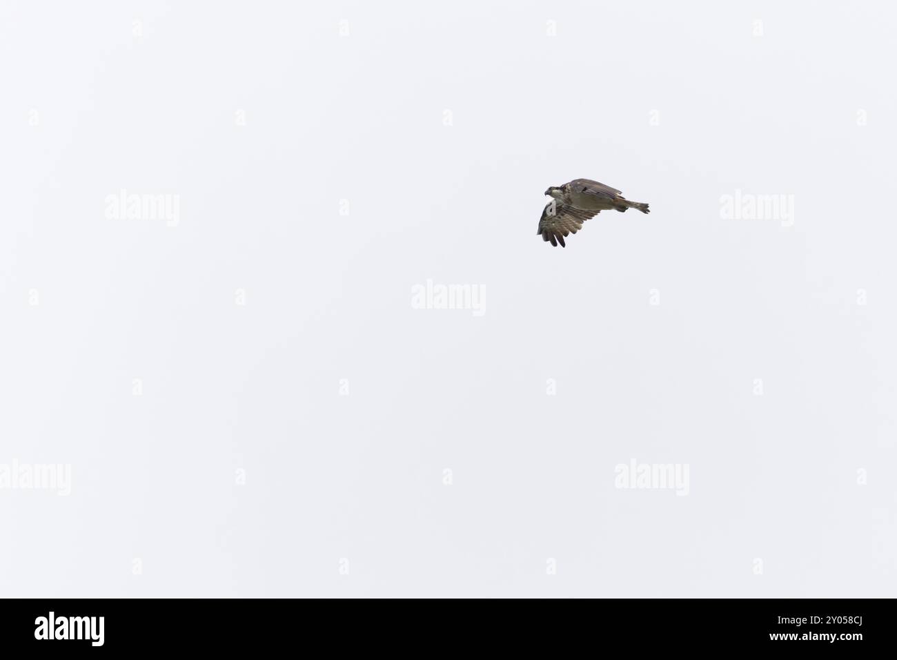 osprey Pandion haliaetus in flight Stock Photo - Alamy