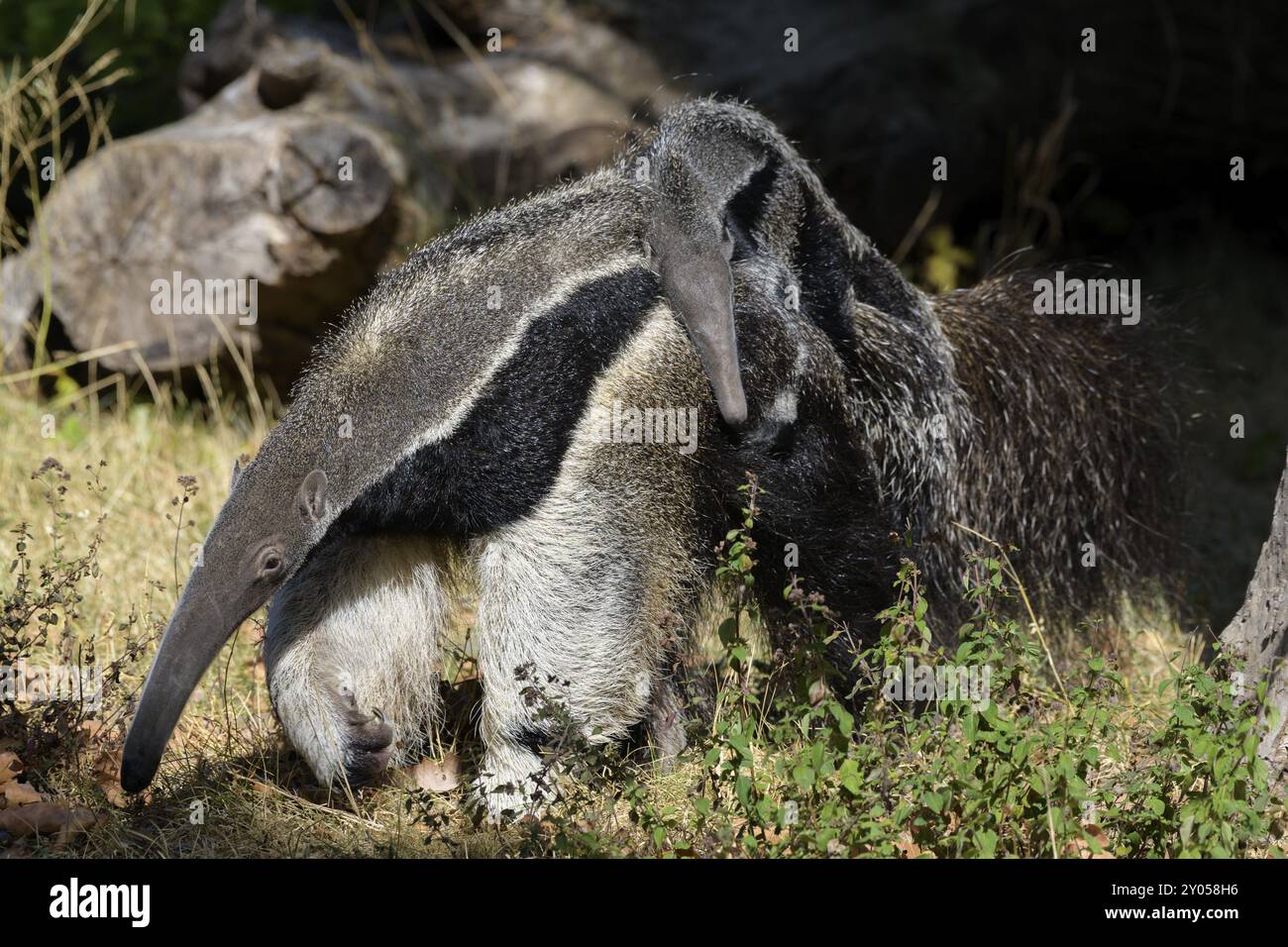 Giant Anteater (Myrmecophaga tridactyla), with young, captive, Germany ...
