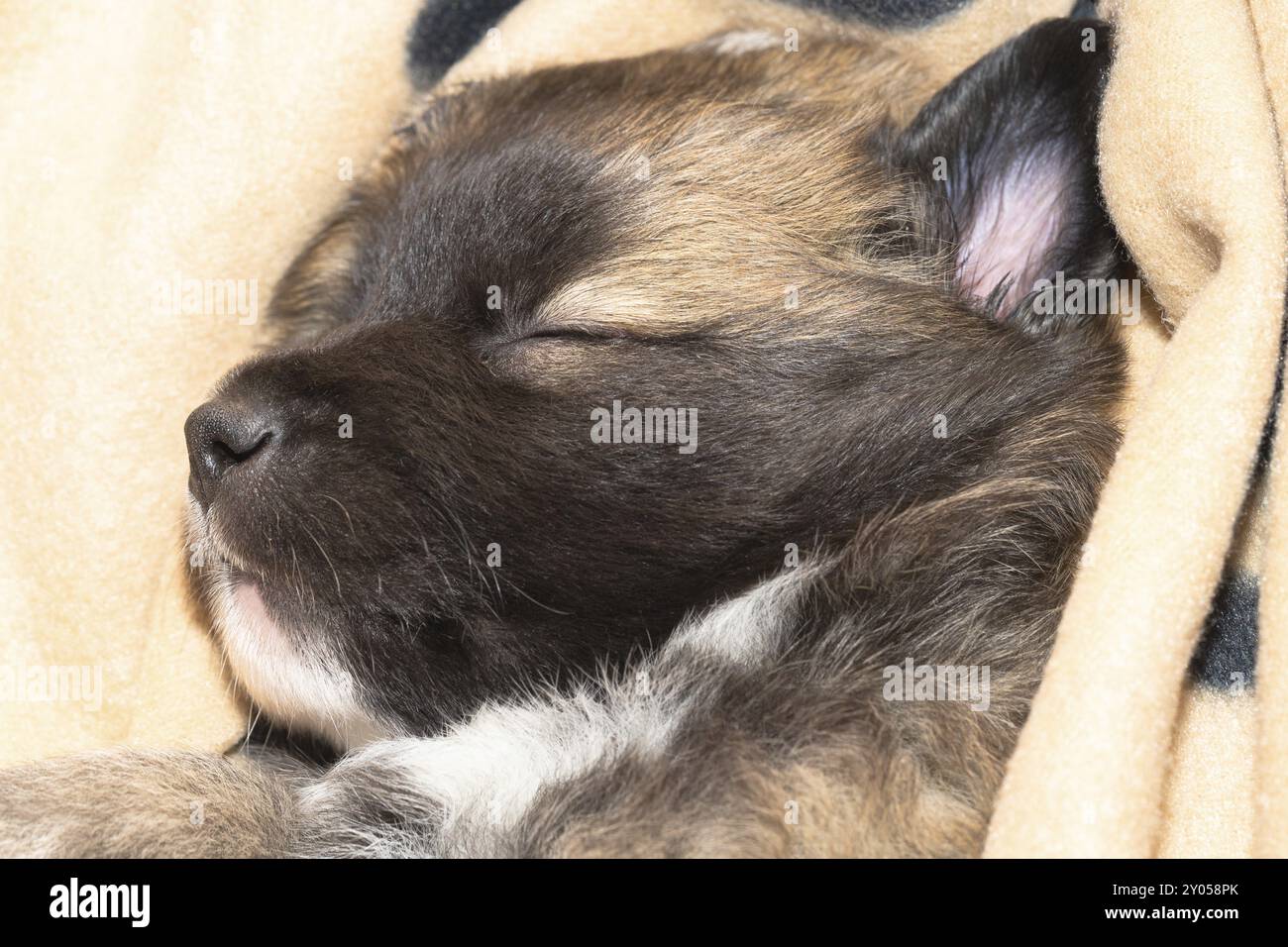 Four-week-old puppy (Icelandic Hound breed Stock Photo - Alamy