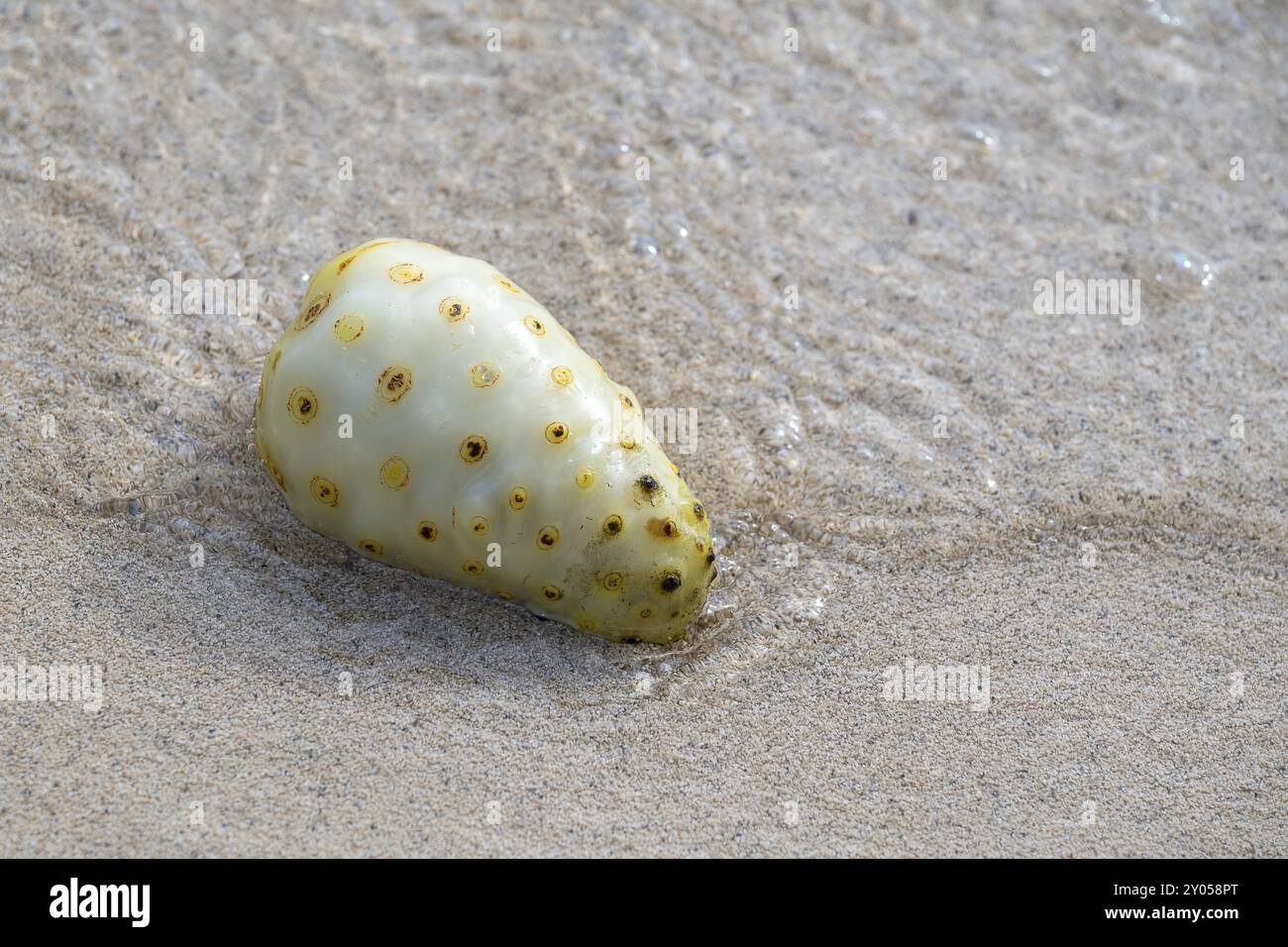 Noni fruit (Morinda citrifolia), Moorea, French Polynesia, Society ...