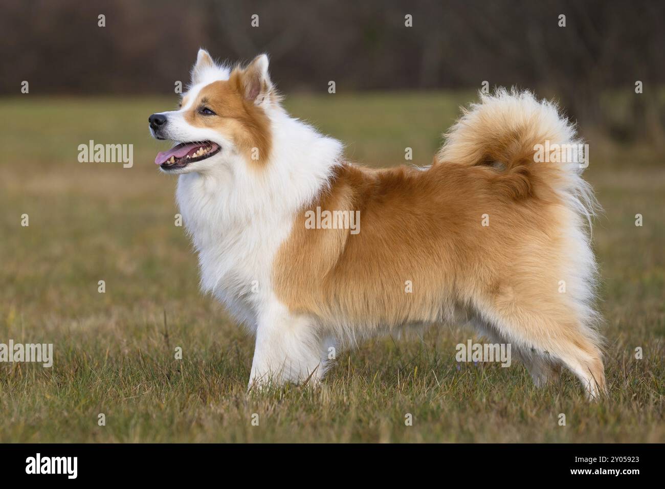 Dog show pose hi-res stock photography and images - Alamy