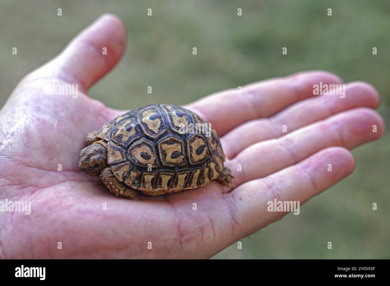 Small baby tortoise turtle in Kenya Stock Photo - Alamy