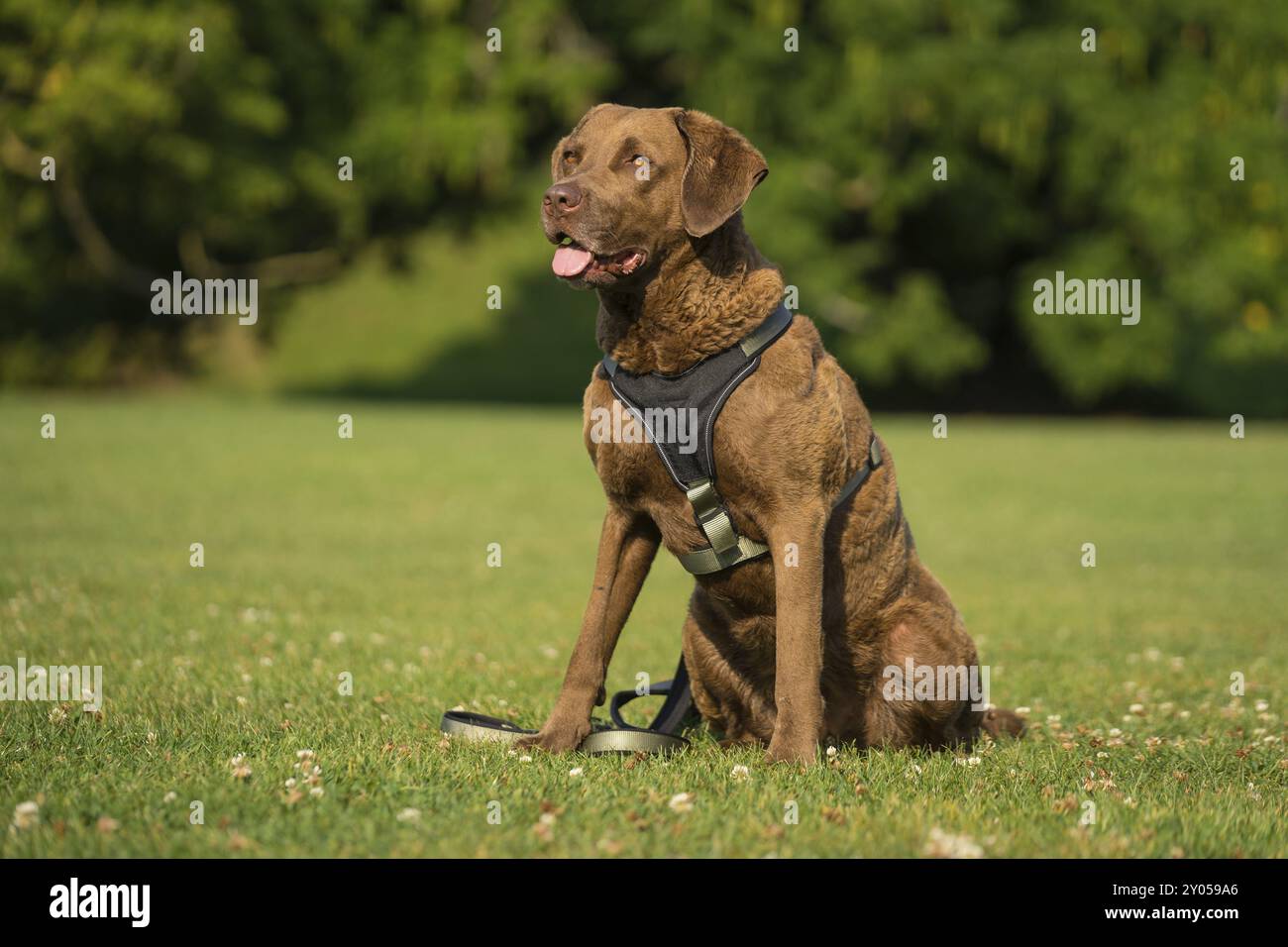 Chesapeake retrievers hi-res stock photography and images - Alamy