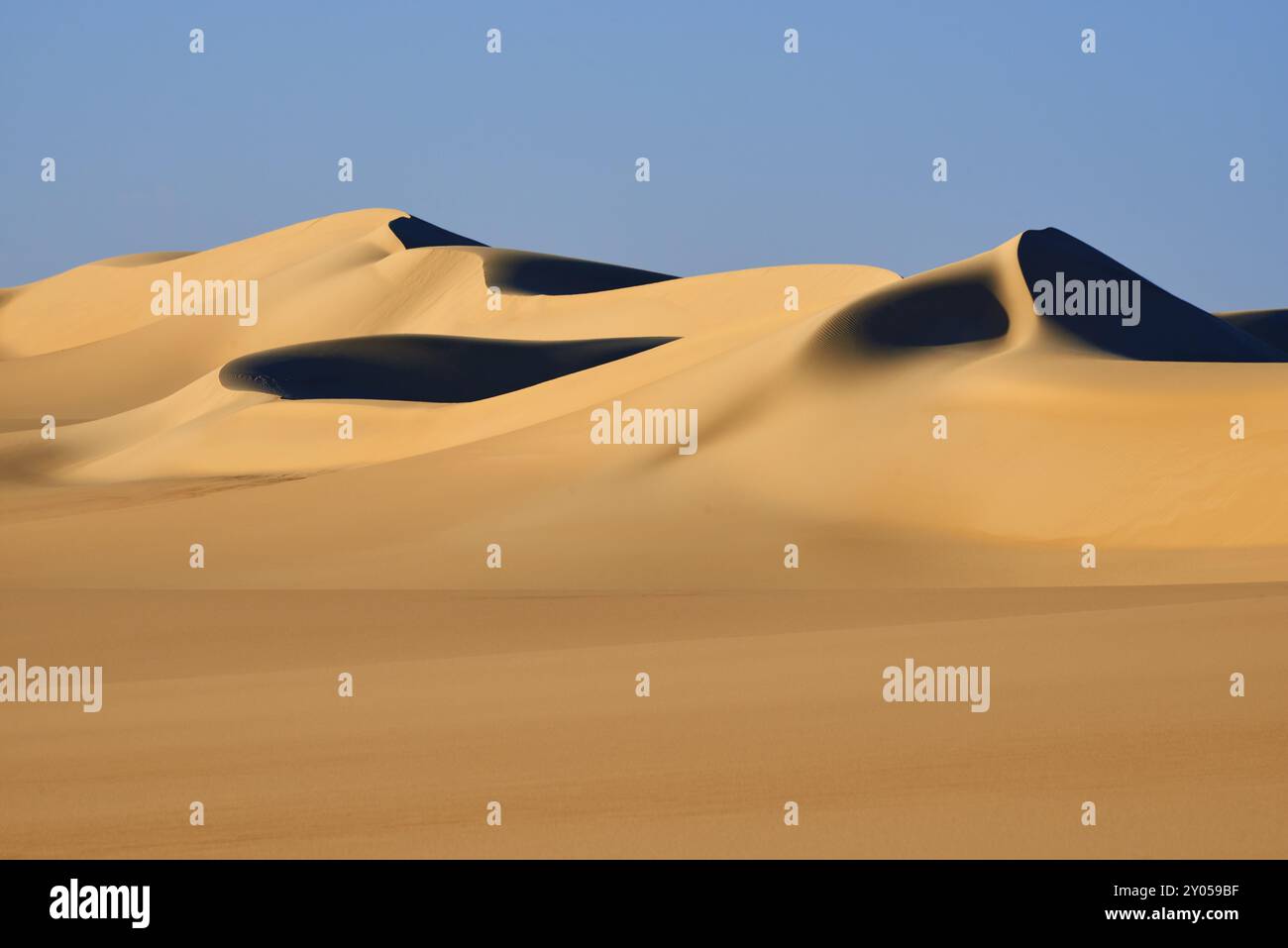 Soft, curved sand dunes cast deep shadows in the golden desert ...