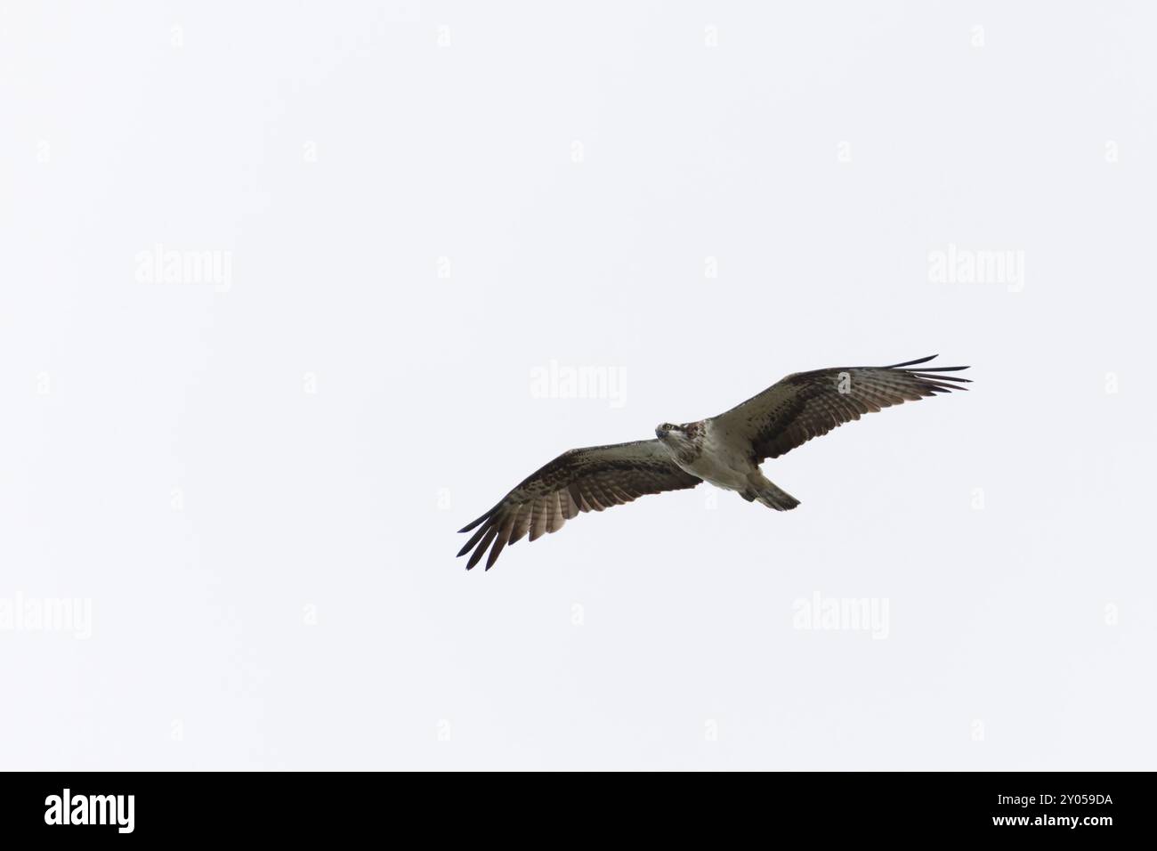 osprey Pandion haliaetus in flight Stock Photo - Alamy
