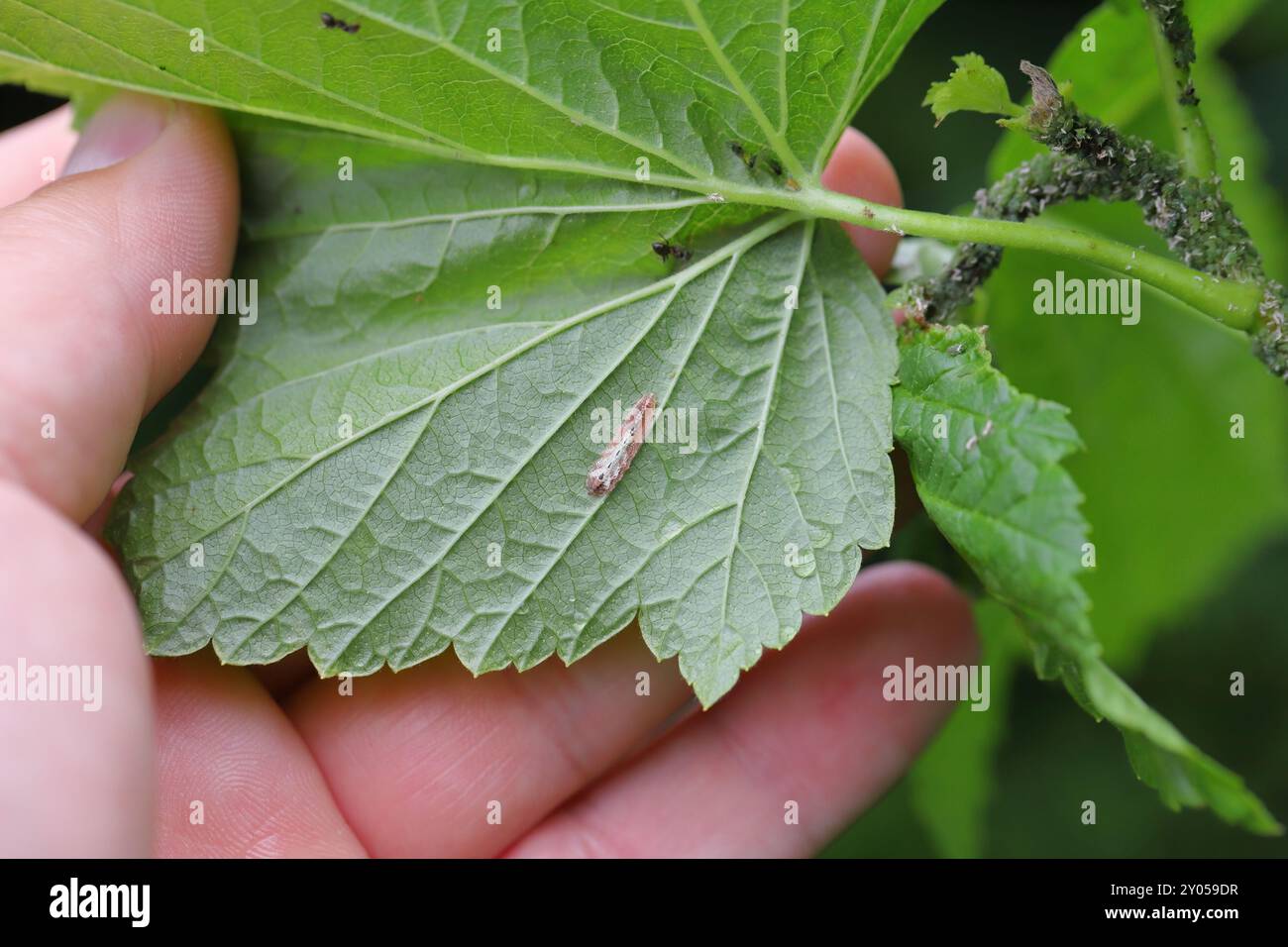 Hoverfly larva eats aphids hi-res stock photography and images - Alamy