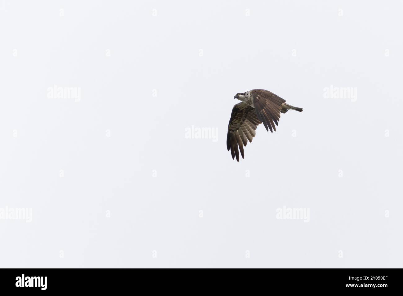 osprey Pandion haliaetus in flight Stock Photo - Alamy